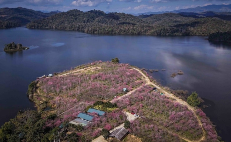 奠边府：欣赏盛开在八浩湖中心的绚丽粉色日本樱花。
