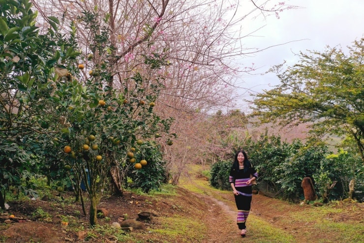 Mang Den (Quang Ngai): Witness the pink sunrise amidst the vibrant ...