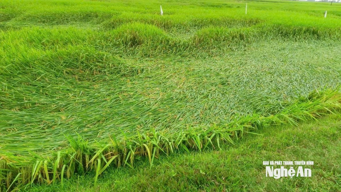 Nghe An: Over 3,000 hectares of spring rice flattened after storm ...