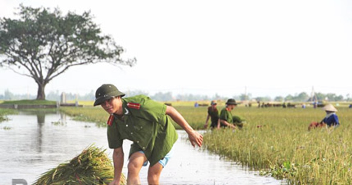 L'armée et la police aident les populations à récolter le riz