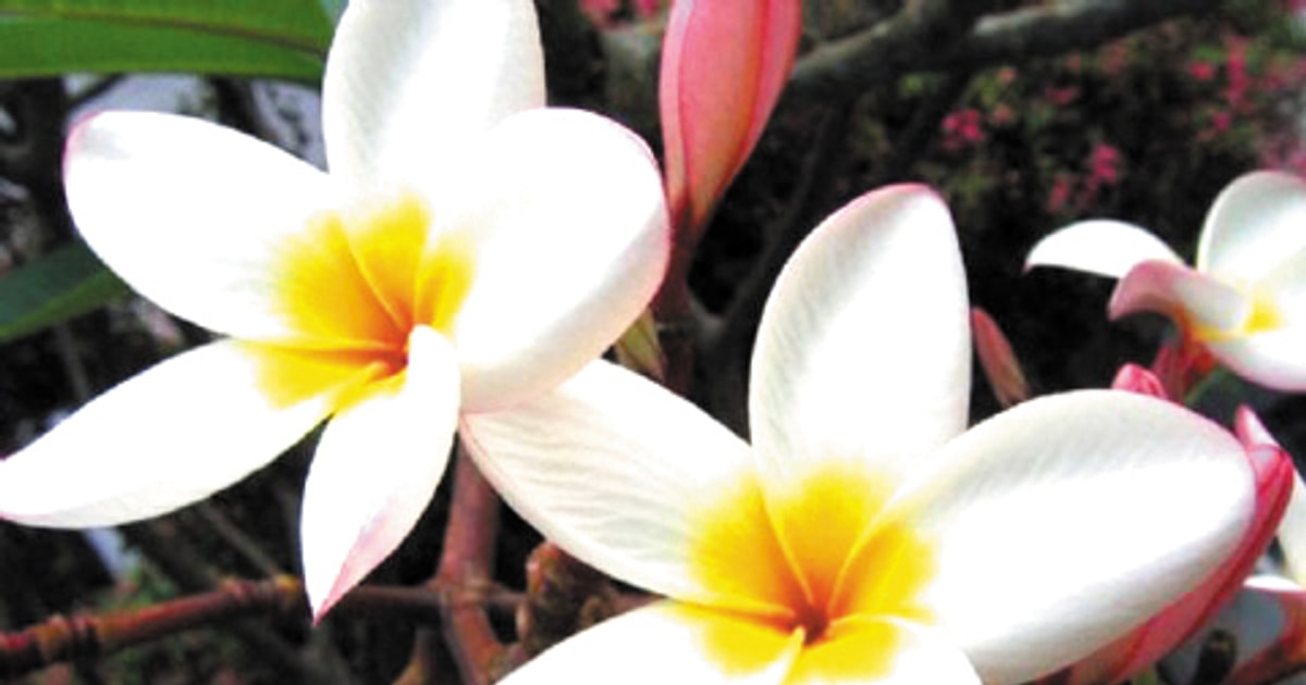 Tác dụng của hoa đại