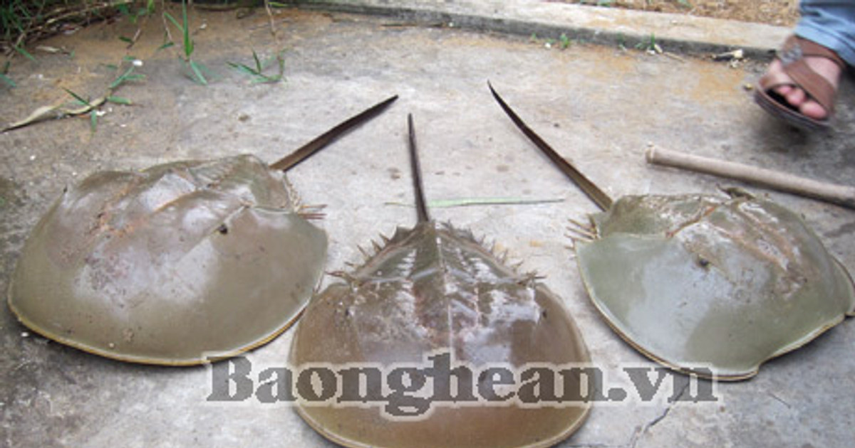 Món ngon từ sam biển