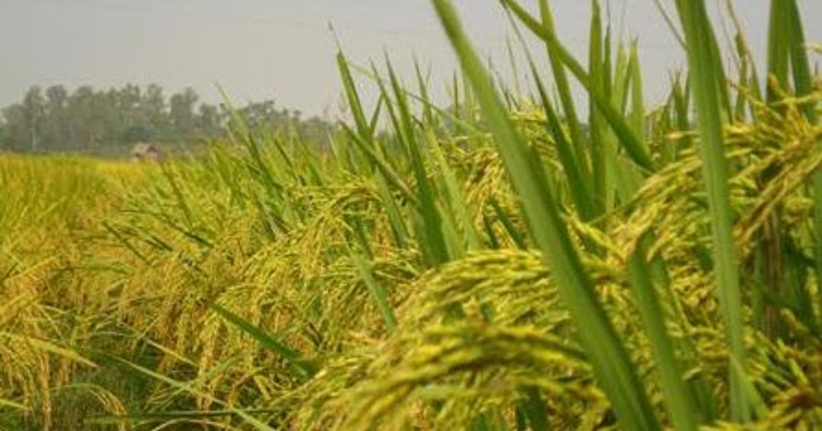 Giống lúa lai Kinh Sở ưu cho năng suất trên 85 tạ/ha trong vụ xuân.