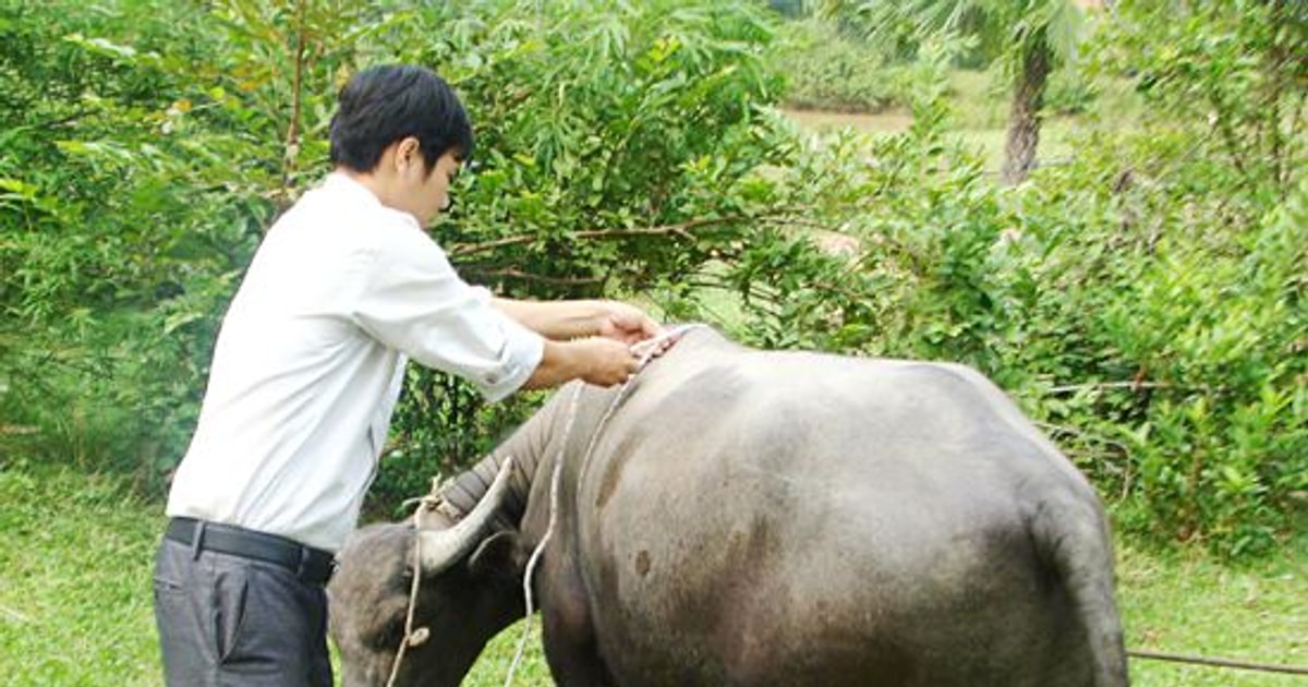 Giải pháp nâng chất lượng đàn trâu