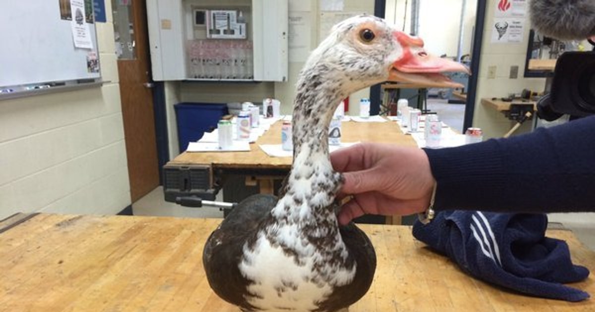 Strange story: Making prosthetic legs for ducks using a 3D printer.
