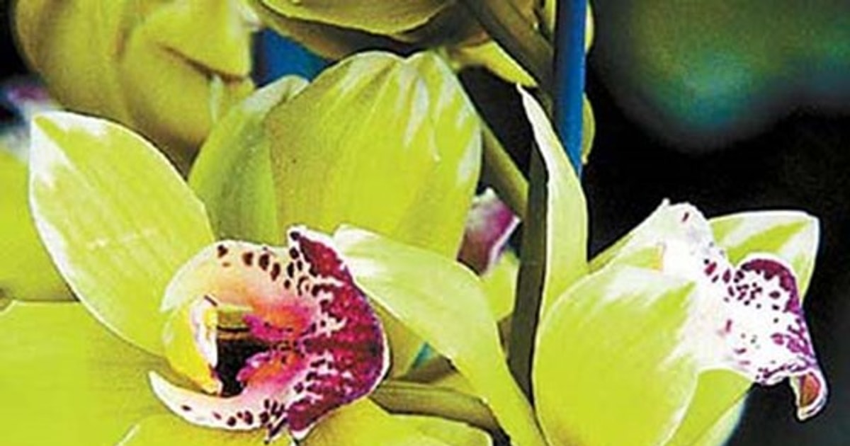 Cây hoa lan đắt nhất thế giới có giá 4,2 tỷ đồng