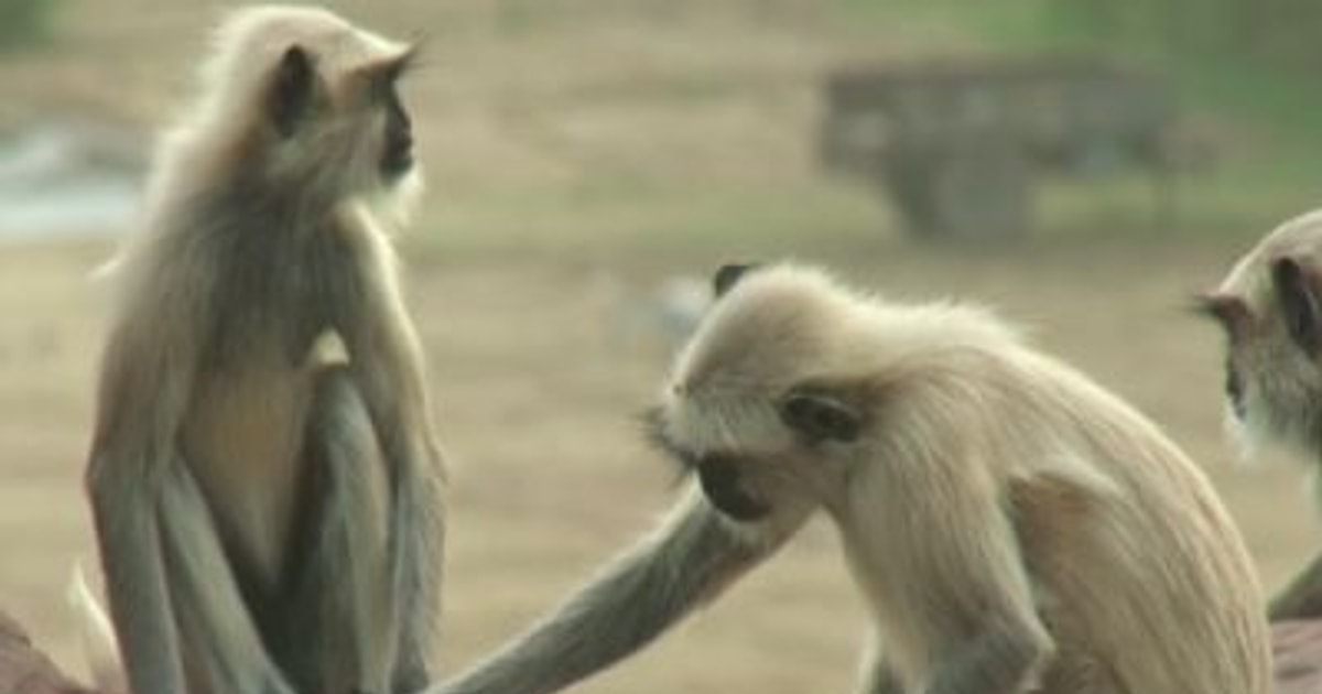 The monkeys grieve over the body of the robot monkey.