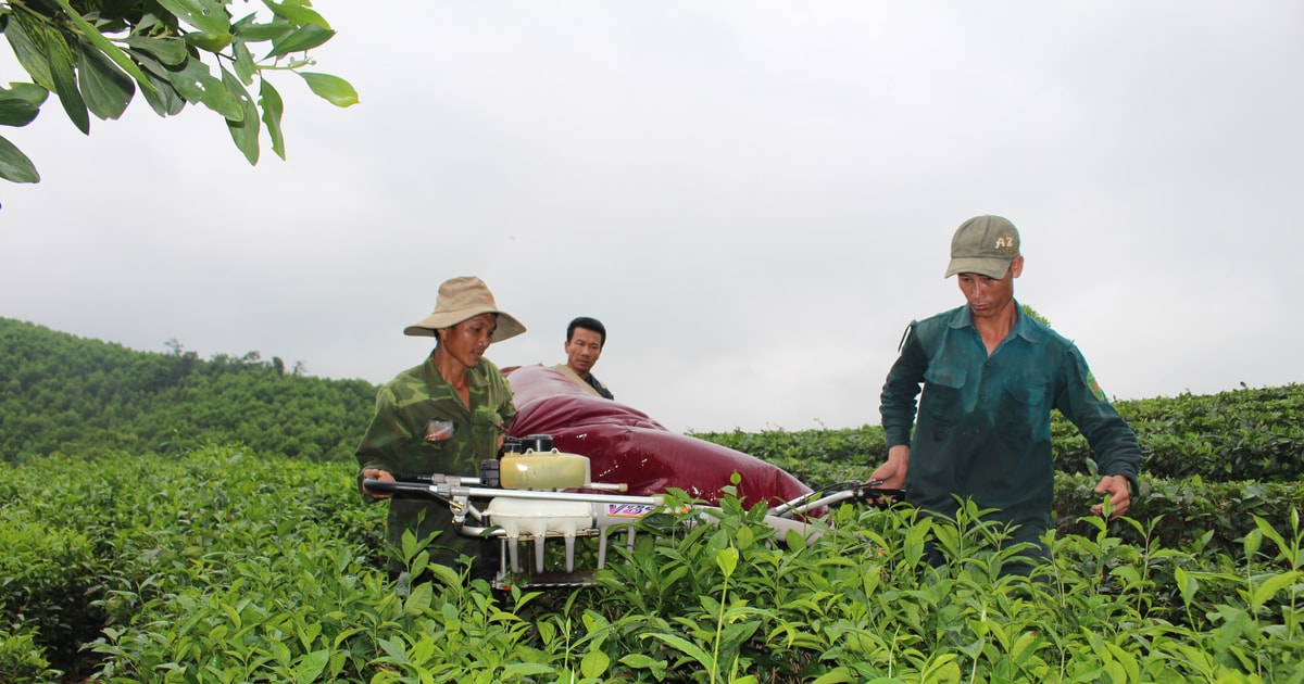 Chè xuân được mùa, được giá, nông dân phấn khởi
