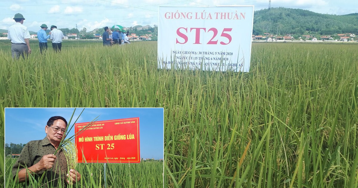 Giống lúa gạo ngon nhất thế giới đã được trồng ở Nghệ An