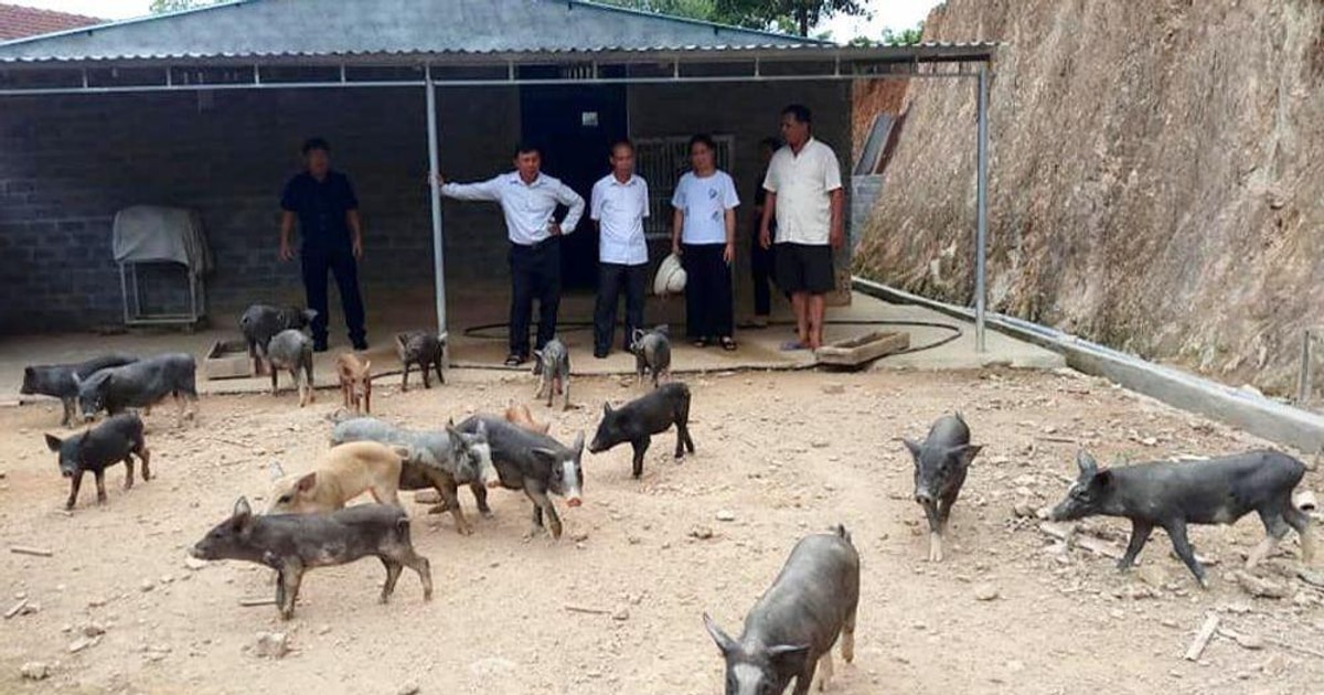 Con Cuông xuất hiện ổ dịch tả lợn châu Phi