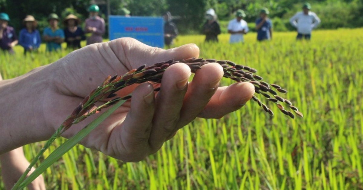 Con Cuong district’s indigenous rice proposed to get geographical ...