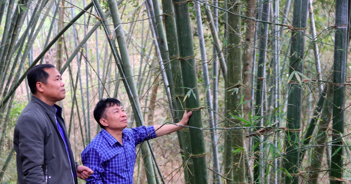 Reputable people in Tam Bong are successful in business thanks to their ...