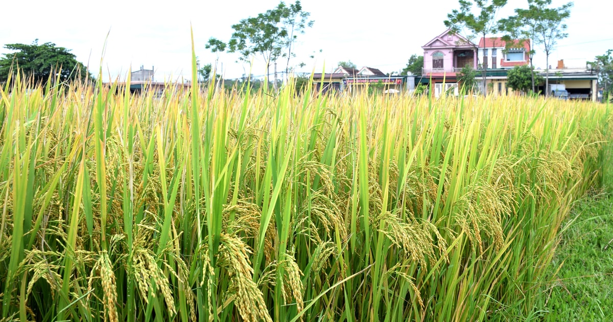 Lúa xuân Tân Kỳ đạt năng suất bình quân cao nhất từ trước đến nay