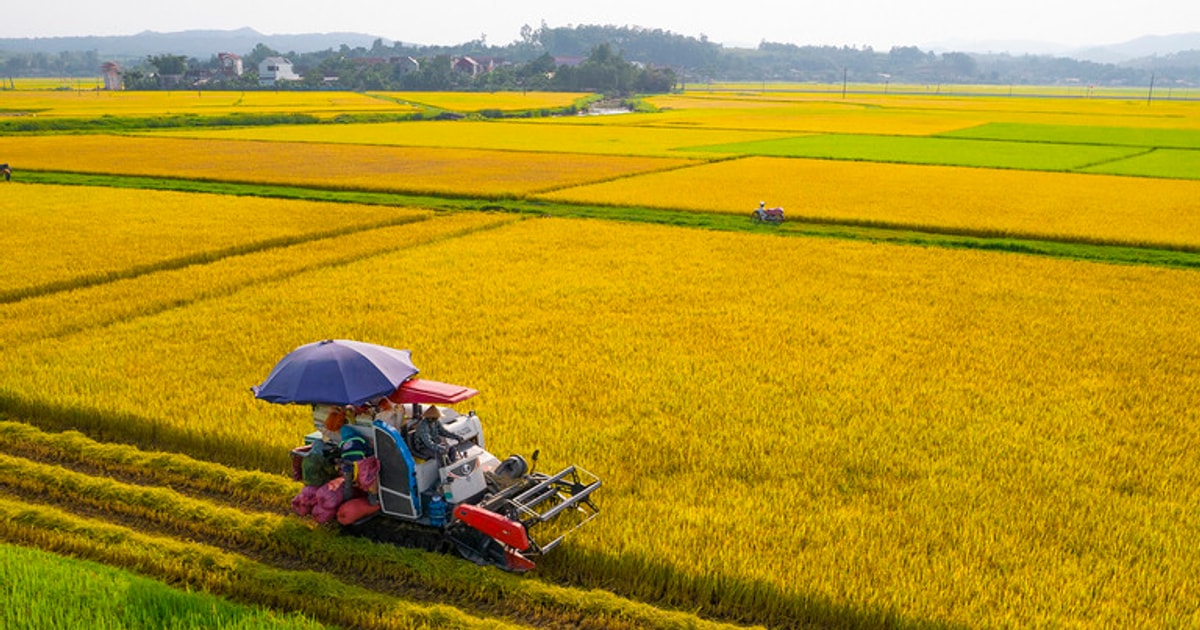 Giá lúa gạo hôm nay 11/12/2024: Tăng giảm trái chiều