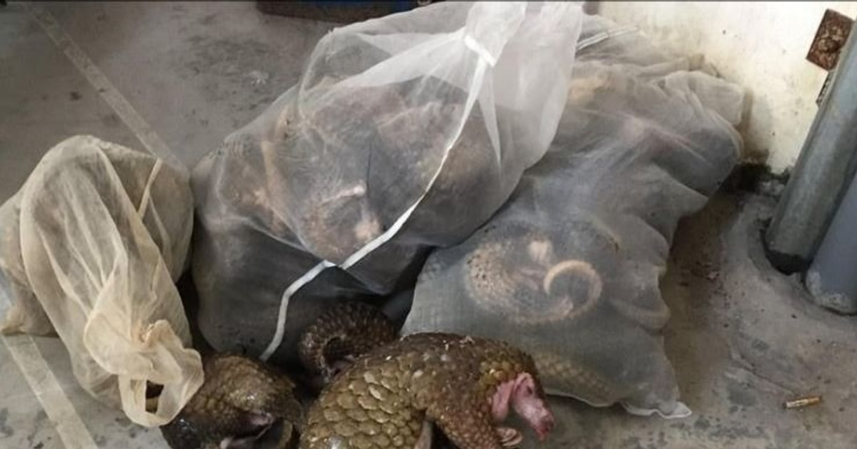 How are people who trade in wild animals criminally prosecuted under ...