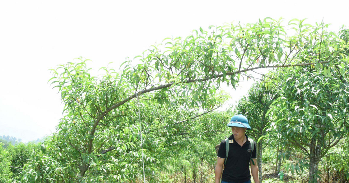 Peach garden with 6 thousand trees in Nghe An border district