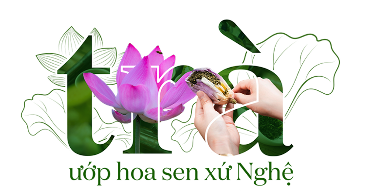 Trà ướp hoa sen xứ Nghệ: 'Báu vật' tinh túy từ thiên nhiên