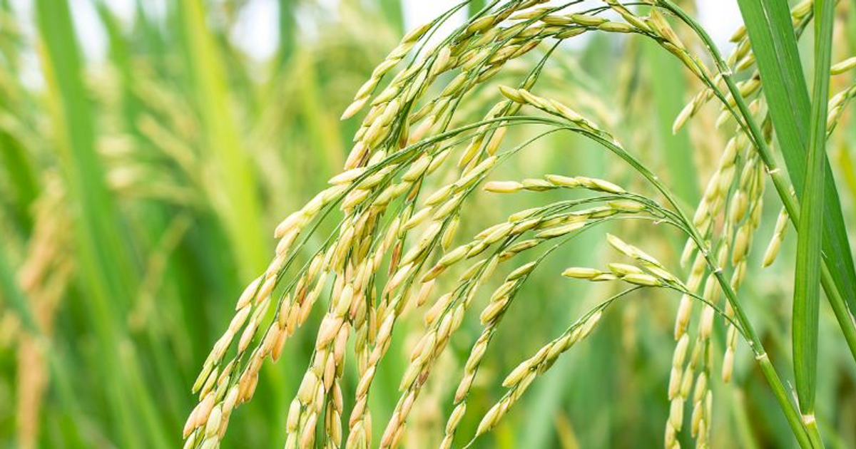 Rice price today August 15: Rice price increased across the board