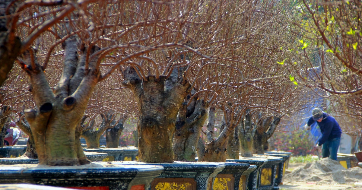 Ancient peach blossom trees are brought to the streets to serve the ...