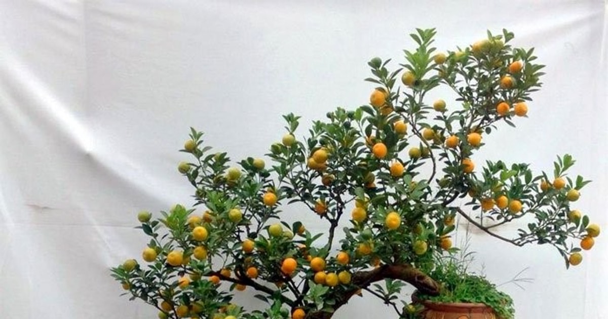 How to make kumquat trees bear ripe yellow fruit in time for Lunar New ...