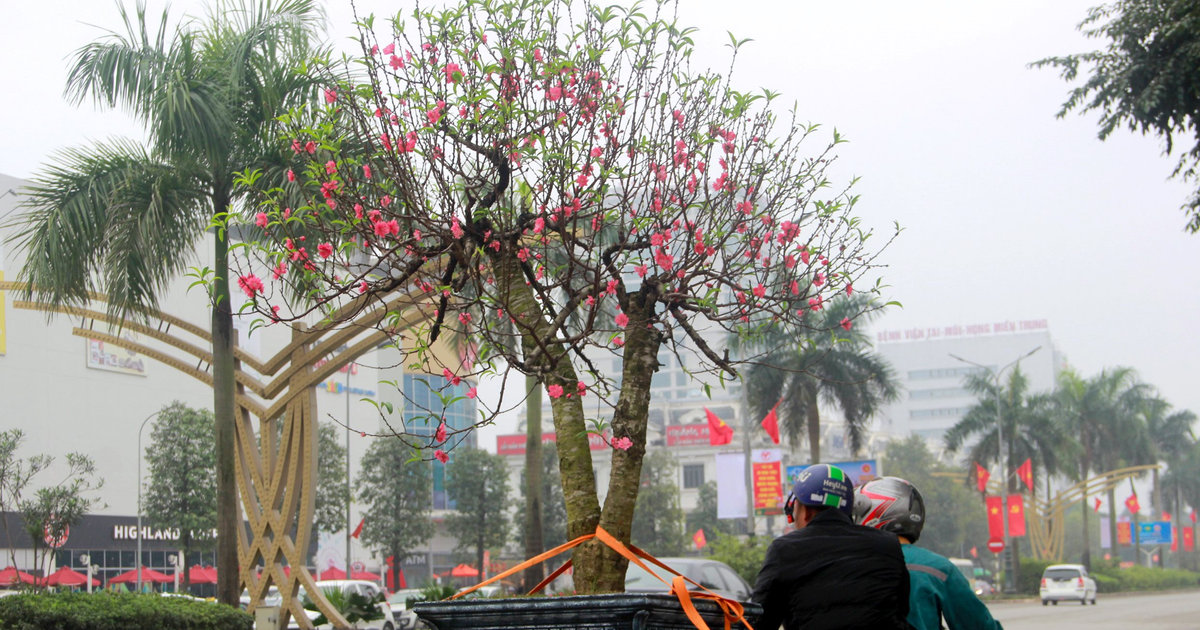 Dịch vụ vận chuyển cây cảnh Tết kém sôi động
