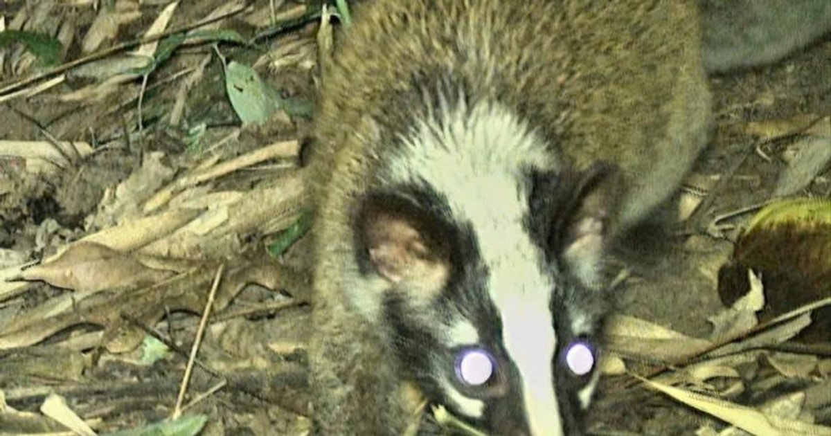 De nombreuses espèces sauvages rares découvertes dans la zone de forêt ...