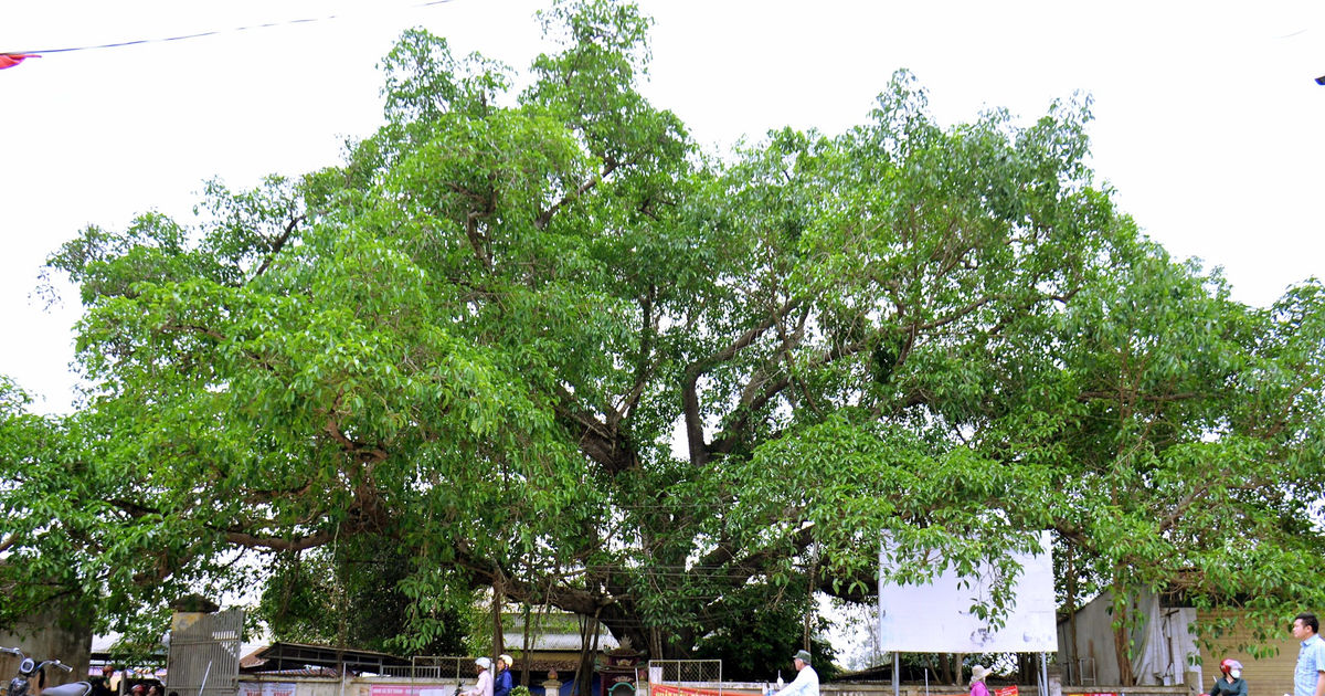 The banyan tree of Lang Market - A cultural symbol amidst the rice ...