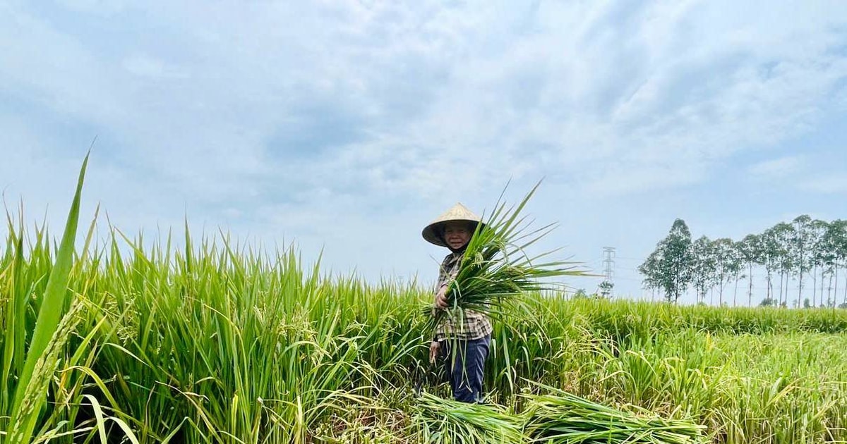 Hơn 2.700 ha lúa tại Nghệ An có tỷ lệ lép xanh, không kết hạt cao