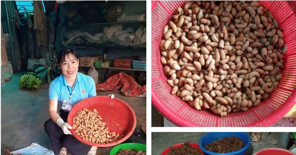 Mô hình nuôi đuông cọ độc đáo ở huyện vùng biên Nghệ An
