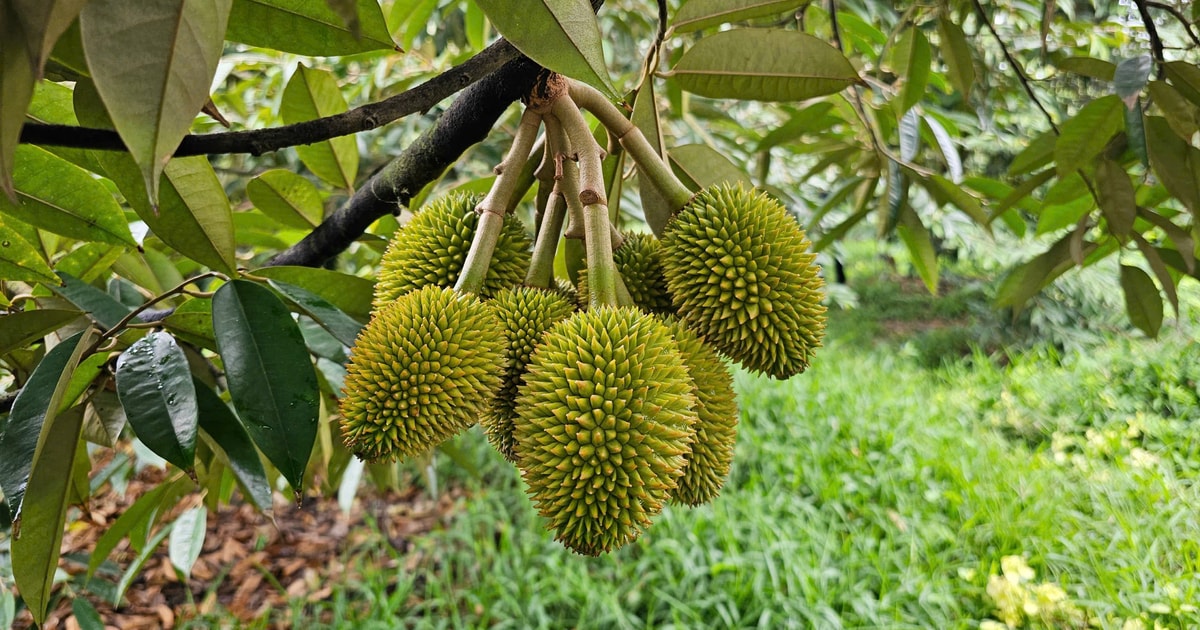 Durian price today June 20, 2025: Southeast region increases slightly ...