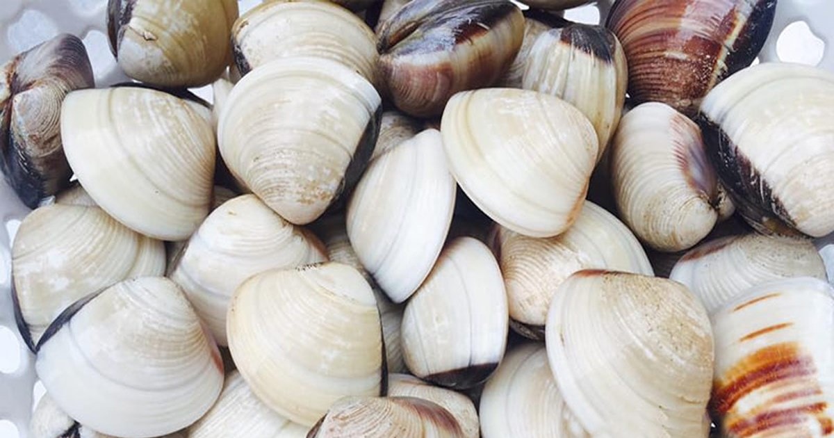 Cooking Tips: Secret to Cleaning Clams of Sand in a Snap, Anyone Can Do It