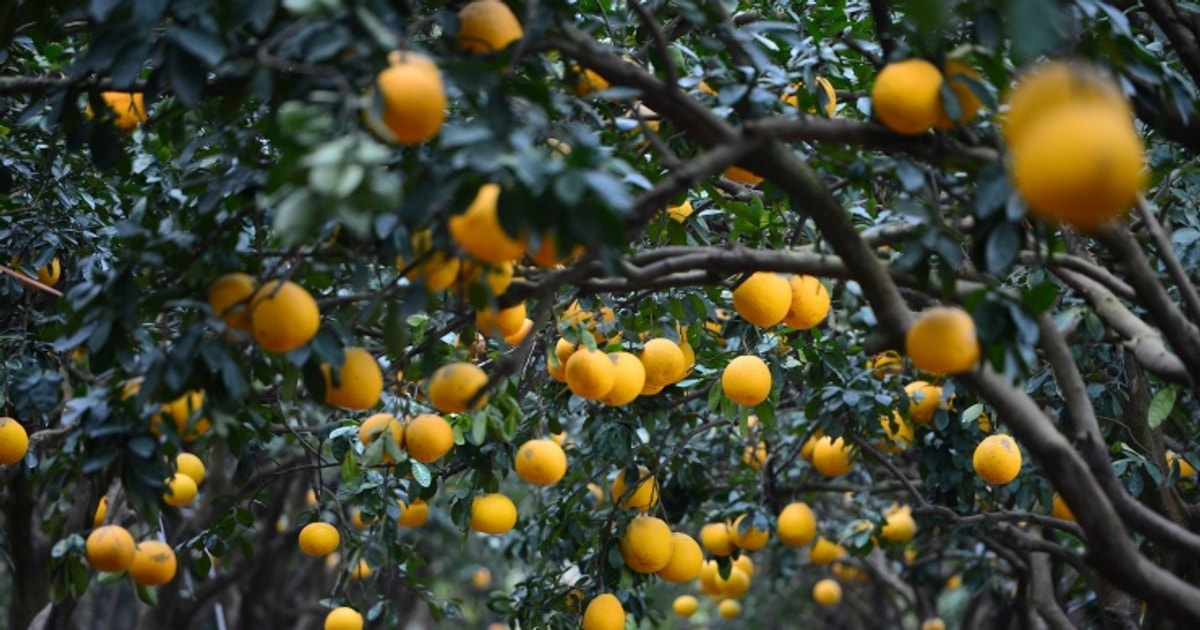 Hanoi: Discover the capital of Dien pomelos, resplendent with golden ...