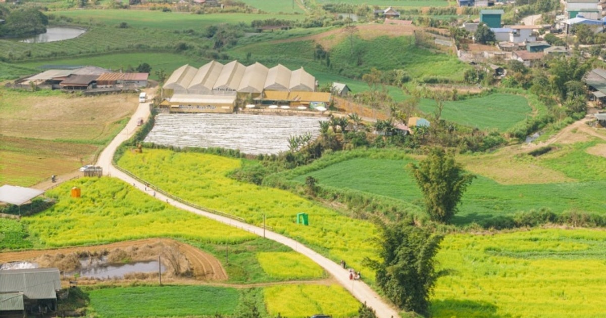 Moc Chau: The vibrant yellow of Japanese mustard flowers blankets the ...