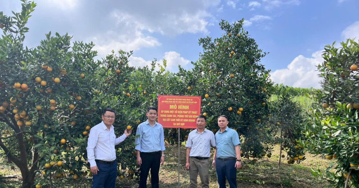 Nghe An: Bui Van Trong's orange orchard and the solution for ...