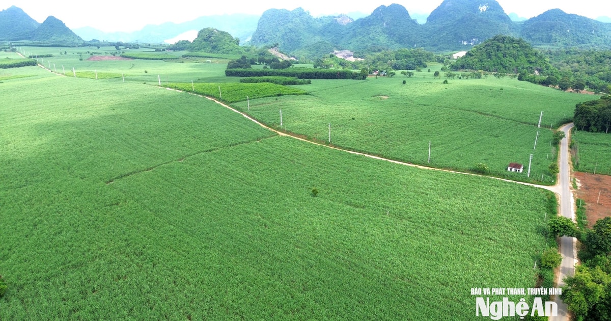 Nông dân Nghệ An 'gom ruộng' trồng mía quy mô lớn